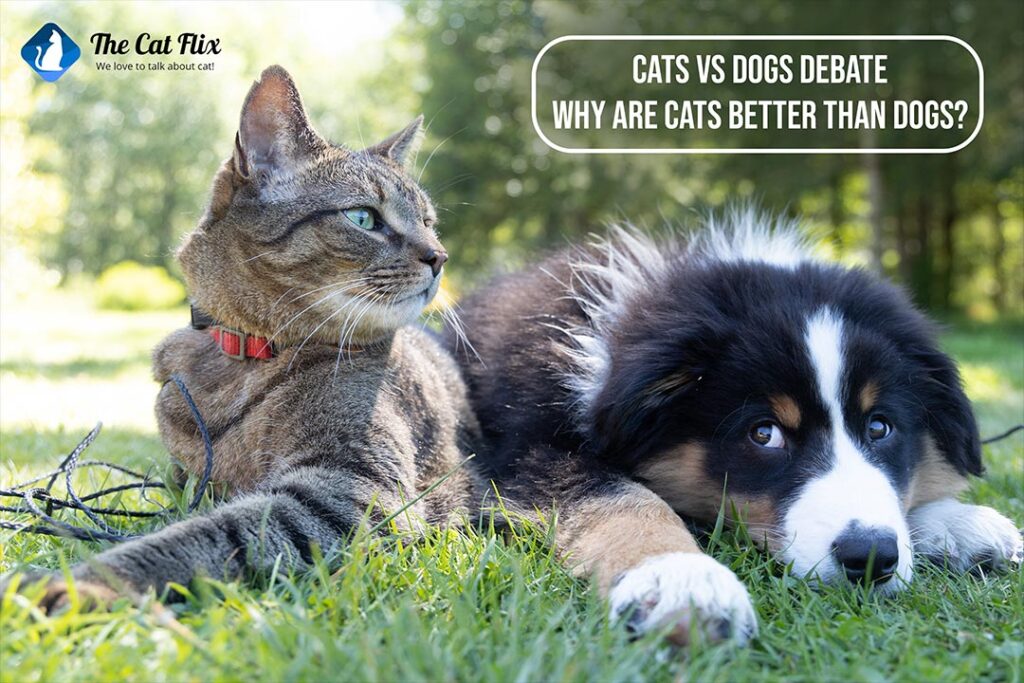 Cats vs Dogs Debate | Why are cats better than dogs? | The Catflix